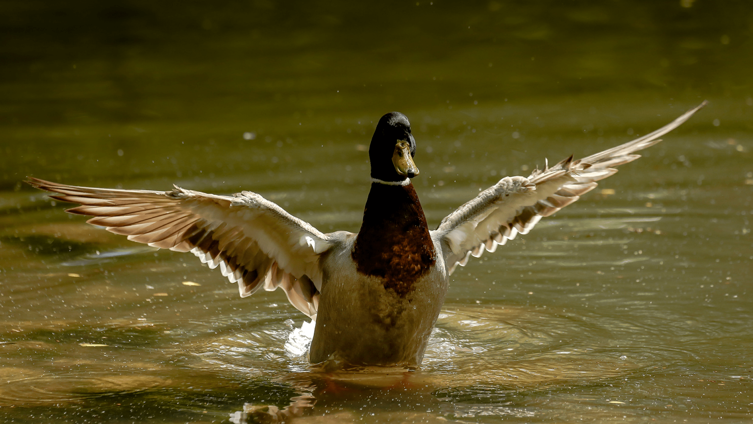 The Unknown History Of Duck Hunting | MinnesotaDuckhunting.com