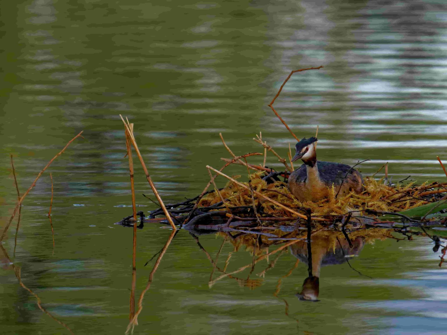 Duck Hunting in Minnesota: A Comprehensive Guide